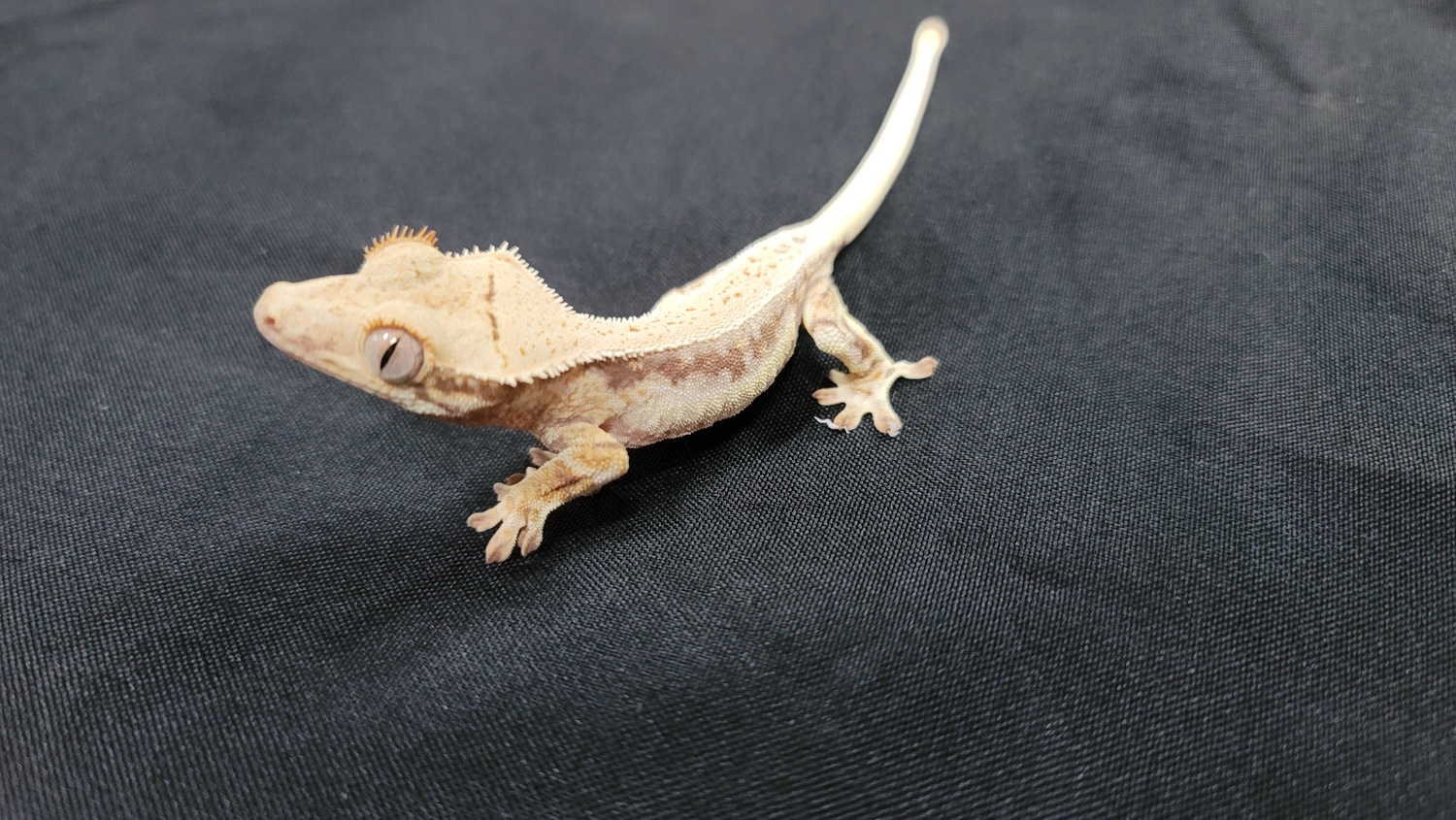 2022 Yearling Tricolor Quadstripe Lilly White Crested Gecko by Cold ...