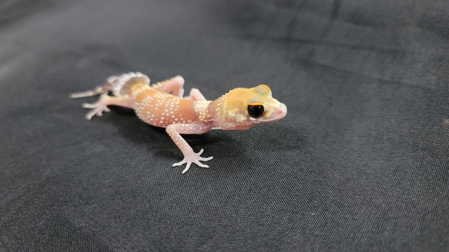 2022 CB Hypo Australian Barking Gecko 'Nepherurus Milli Knob-Tailed ...