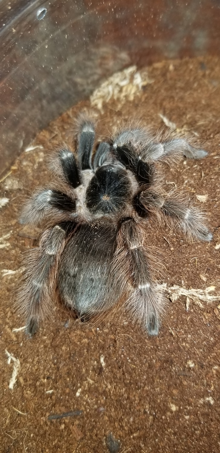 Brazilian Red 'nandu Carapoensis' Tarantula by Cold Blooded And Bizarre ...