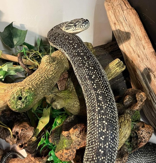 Diamond RPD 'Stardust' Carpet Python Diamond Carpet Python by Cold ...