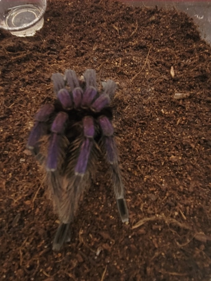 Columbian Blue Bloom Male "Pamphobeteus Nigracolor" Tarantula by Cold ...