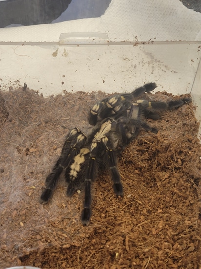 Female Sapphire Ornamental Gooty "Poecilotheria Metallica Tarantula by ...