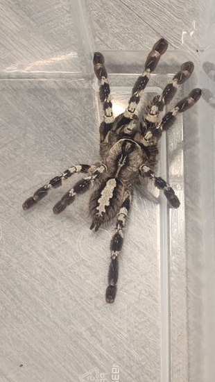 Indian Ornamental "Poecilotheria Regalis" Tarantula by Cold Blooded And ...