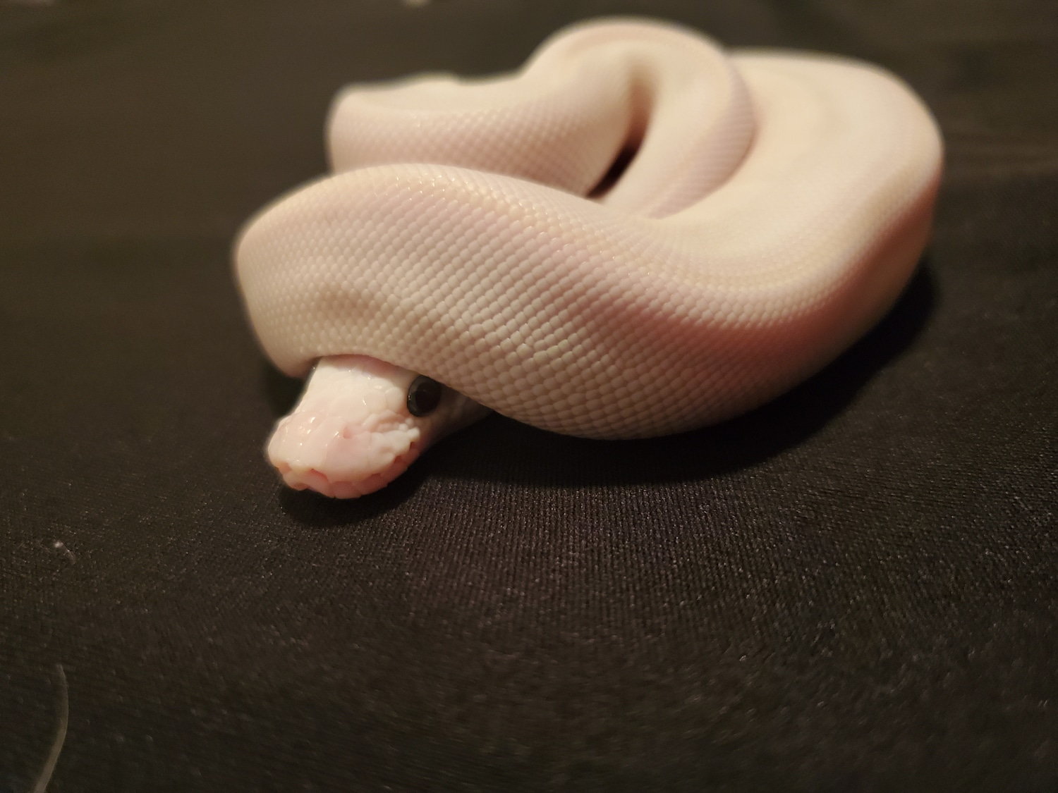 Blue Eyed Lucy Ball Python by Barton Exotics - MorphMarket