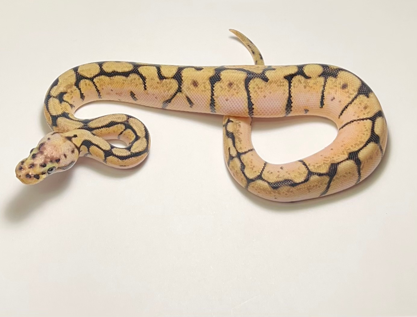 Bumblebee Ball Python by Barton Exotics - MorphMarket