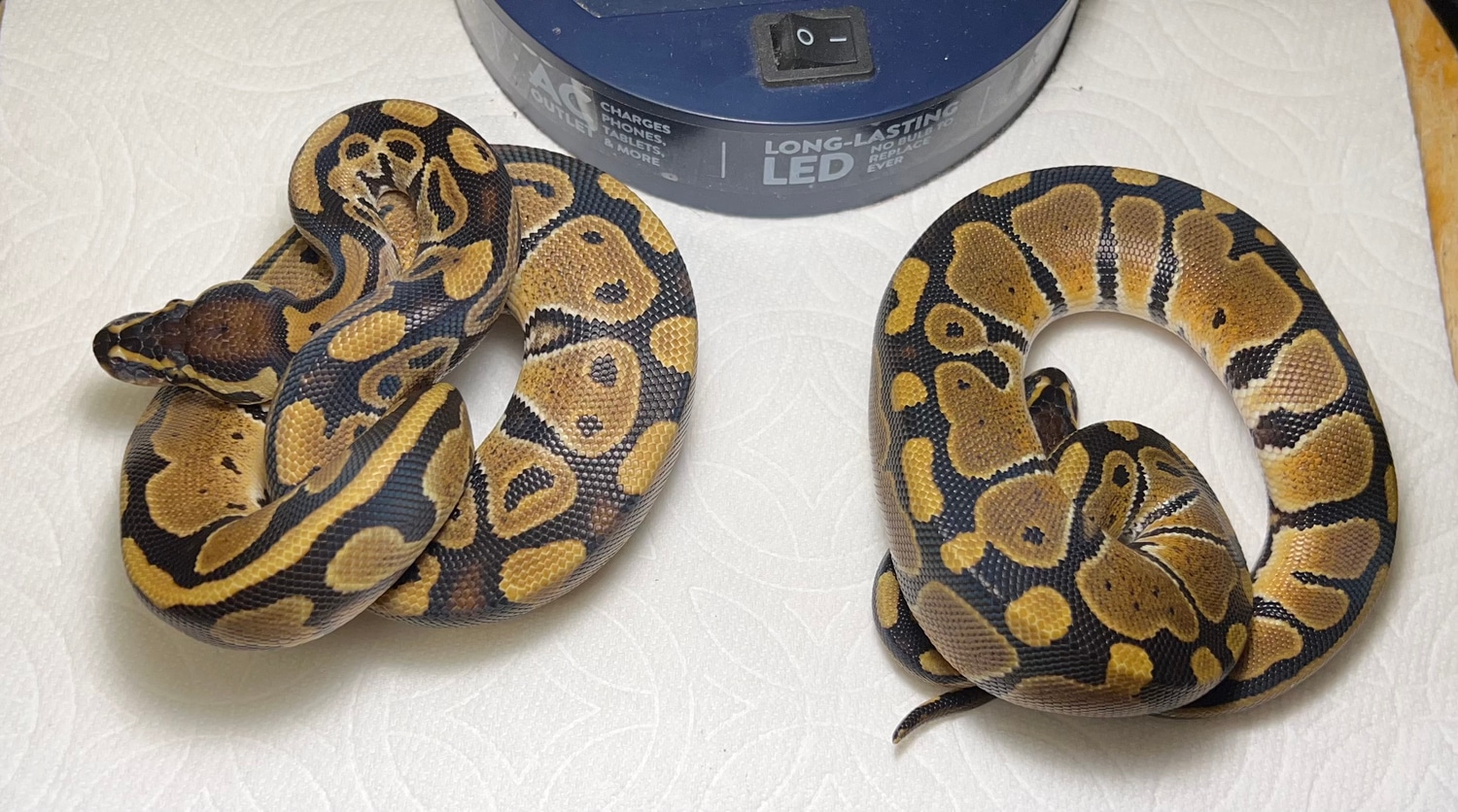 1.1 Het Albino Pair Ball Python by Barton Exotics - MorphMarket