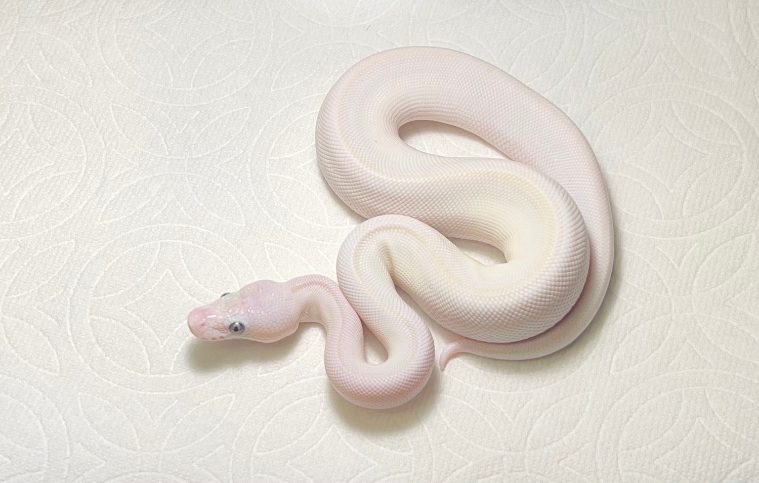 Blue Eyed Lucy Les/Moj Ball Python by Barton Exotics - MorphMarket