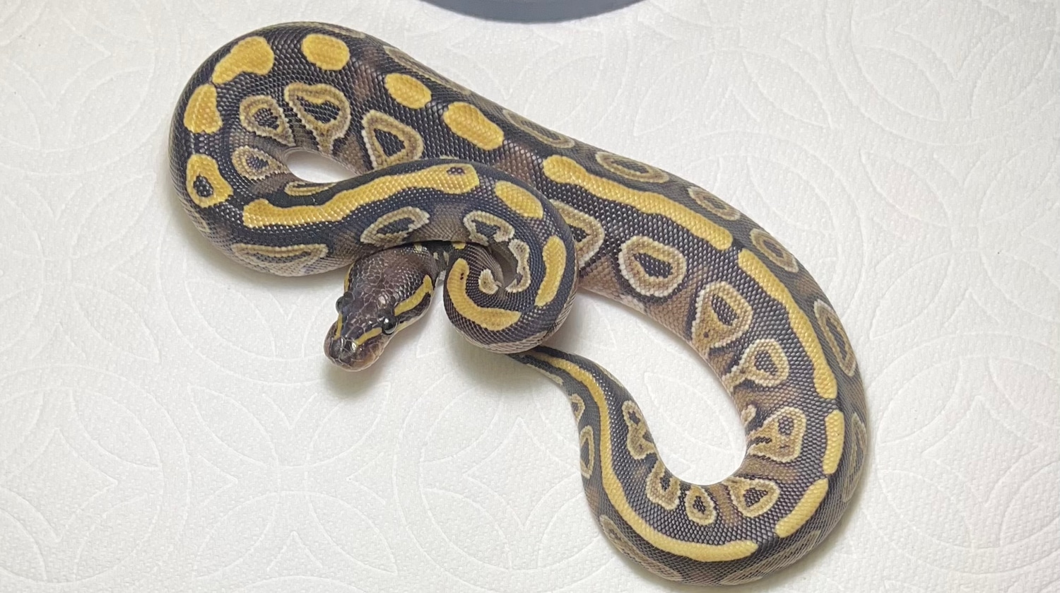 Mojave Ball Python by Barton Exotics - MorphMarket
