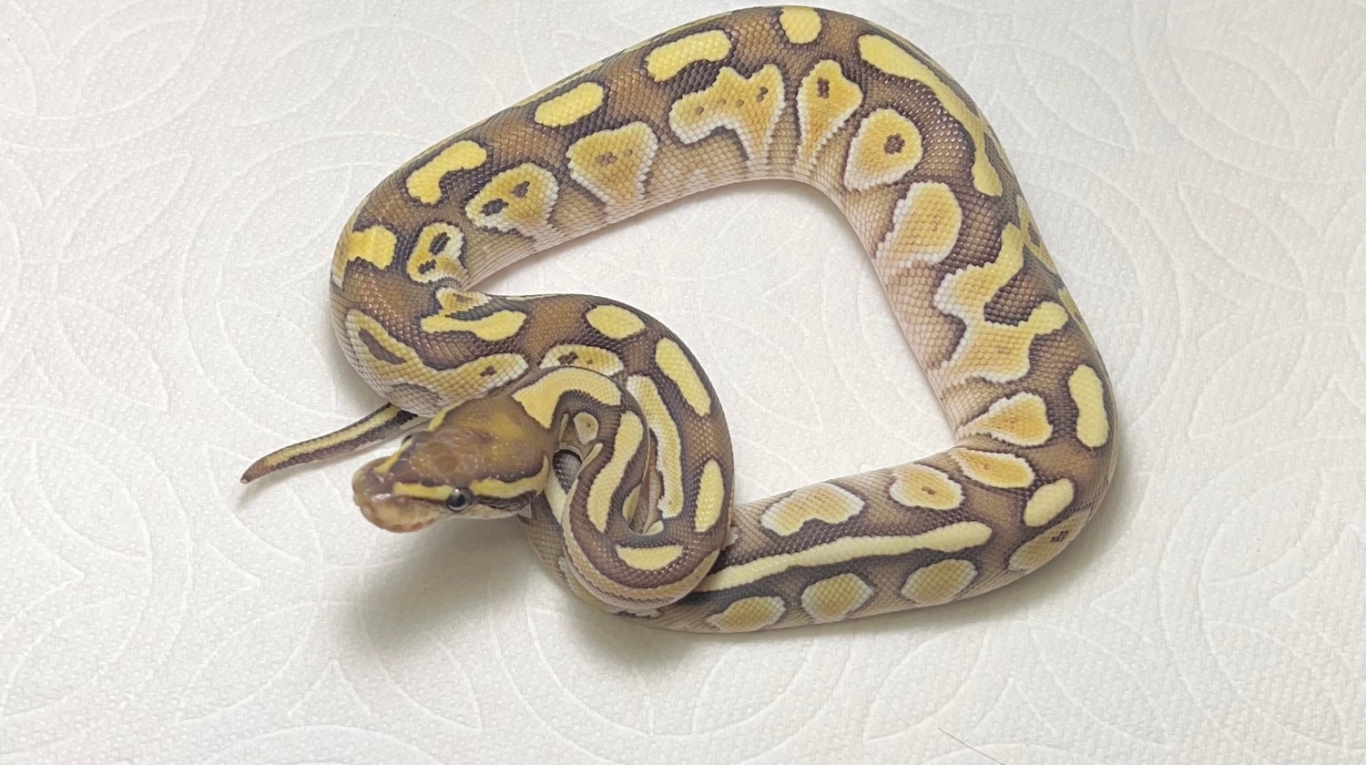Lesser Het Clown Ball Python by Barton Exotics - MorphMarket