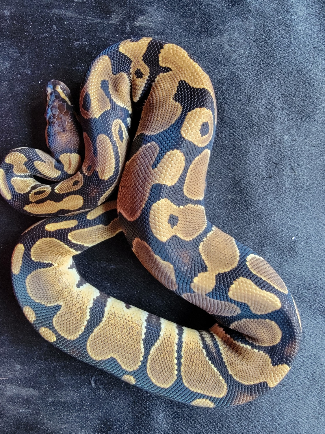 Normal Ball Python by Witchers Wyrms LLC - MorphMarket