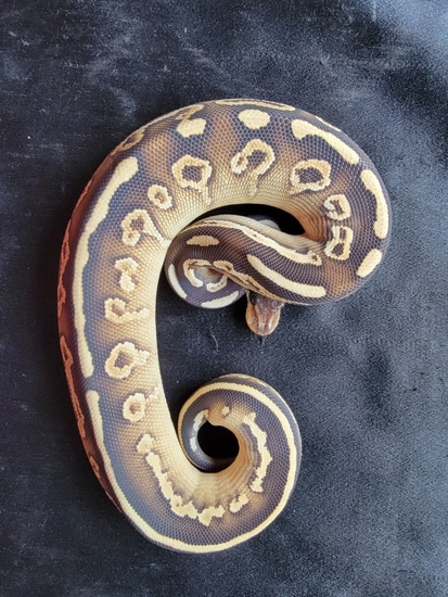 Black Magic Ball Python by Witchers Wyrms LLC