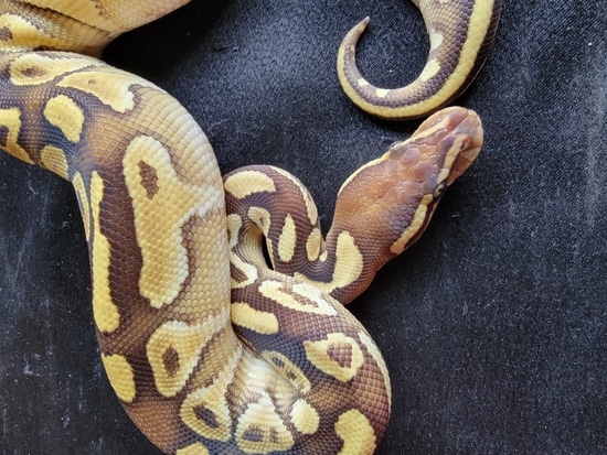 Mojave Ball Python by Witchers Wyrms LLC