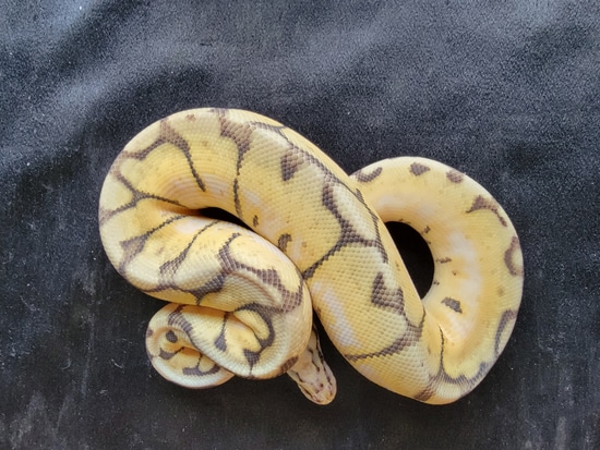 Killer Bee Ball Python by Witchers Wyrms LLC