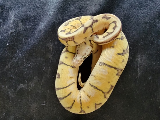 Killer Bee Ball Python by Witchers Wyrms LLC