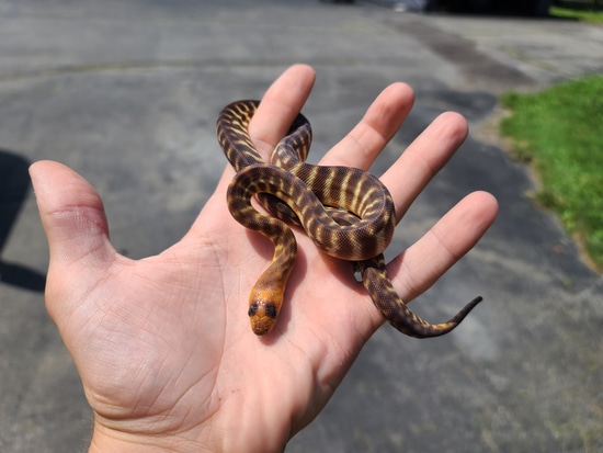 High Yellow Woma Python by Cold Blooded Connection Exotics