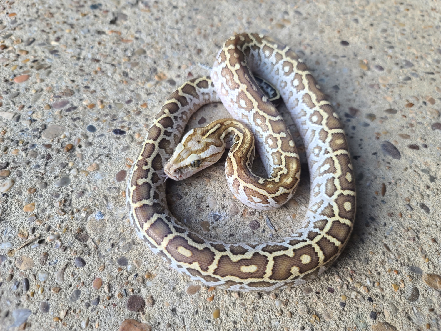 Hypo Het Pied Het Granite 66% Het Albino Burmese Python by Cold Blooded ...
