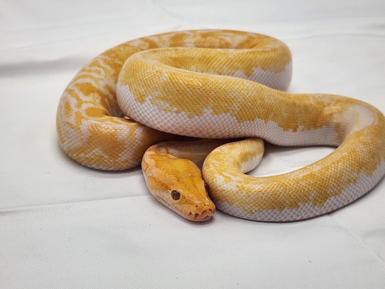 Albino Pied Burmese Python by Cold Blooded Connection Exotics