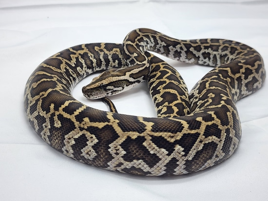Het Pied Het Granite Burmese Python by Cold Blooded Connection Exotics