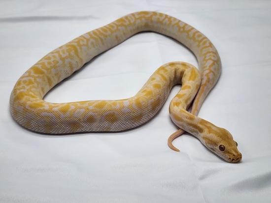 Albino Het Pied Het Granite Burmese Python by Cold Blooded Connection ...