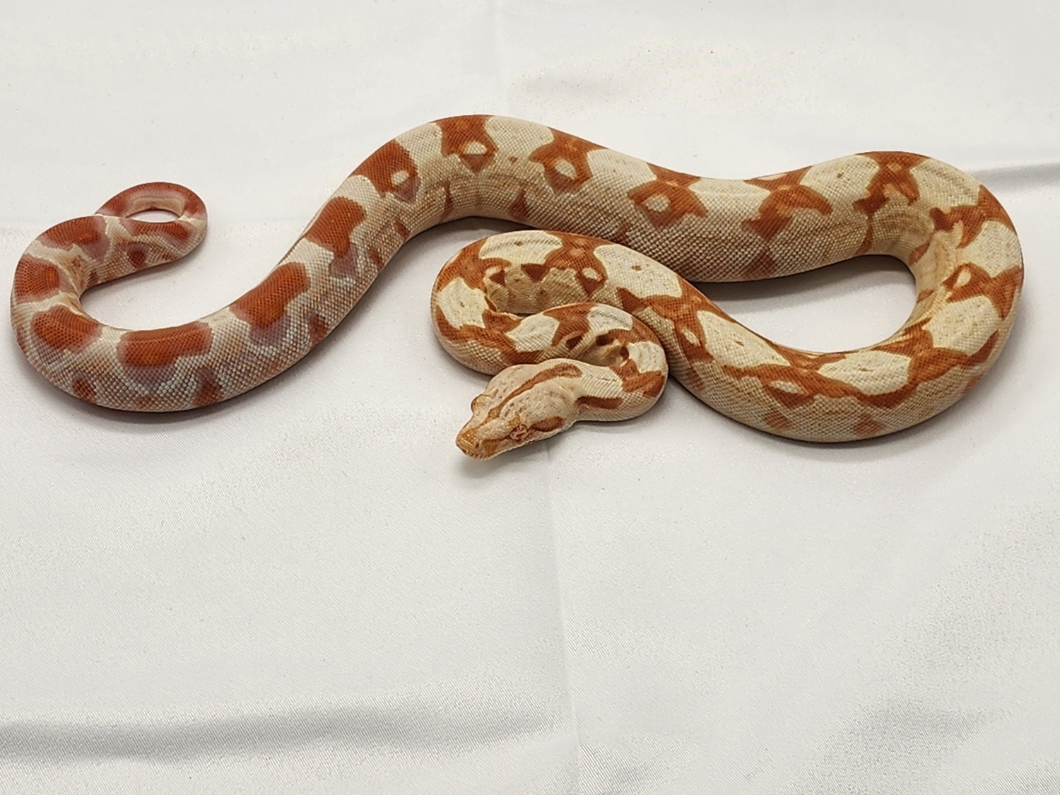 Kahl Sunglow IMG 66% Het Snow Boa Constrictor by Cold Blooded ...