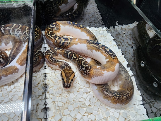 Pied Het Albino Burmese Python by Cold Blooded Connection Exotics