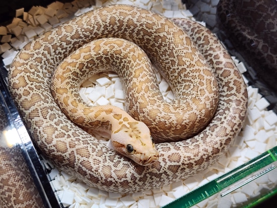 Hypo Granite 50% Het Albino Burmese Python by Cold Blooded Connection Exotics