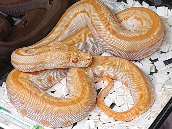 Albino Green 50% Het Granite Labyrinth Burmese Python by Cold Blooded Connection Exotics