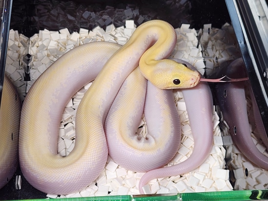 Ivory Granite 50% Het Albino Burmese Python by Cold Blooded Connection Exotics