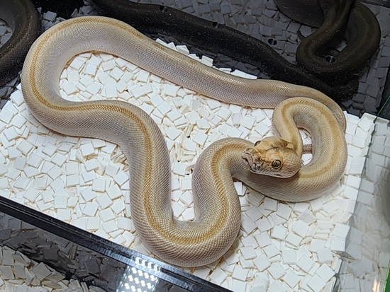 Hypo Green Het Albino 50% Het Labyrinth 50% Het Granite Burmese Python ...