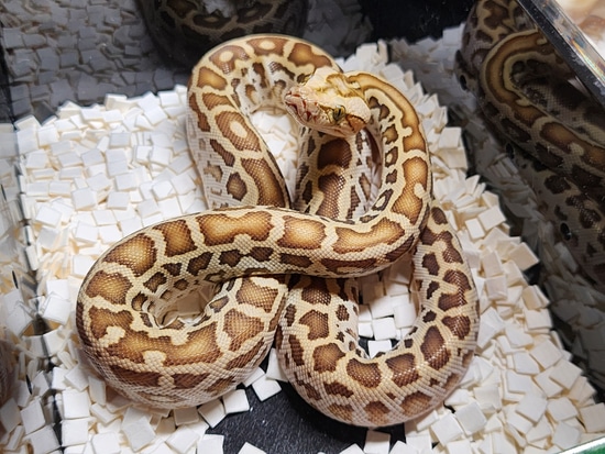 Hypo Het Albino Het Green 50% Het Granite 50% Het Labyrinth Burmese ...