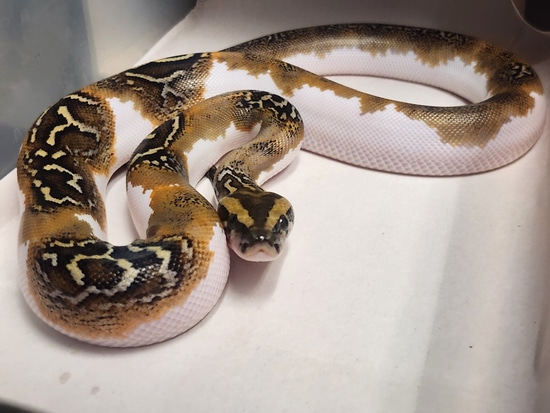 Pied Het Albino Burmese Python by Cold Blooded Connection Exotics