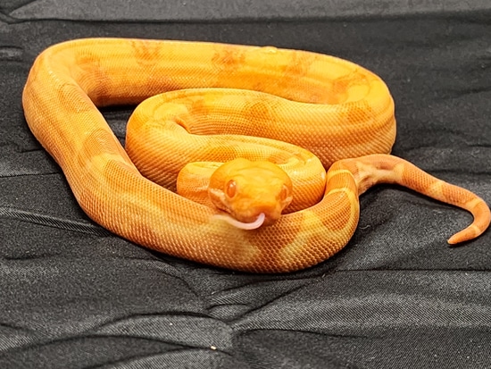 Fire Opal Boa Constrictor by Cold Blooded Connection Exotics