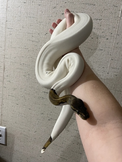 Black Pastel Piebald Female Breeder Ball Python by Cosette Konrad ...