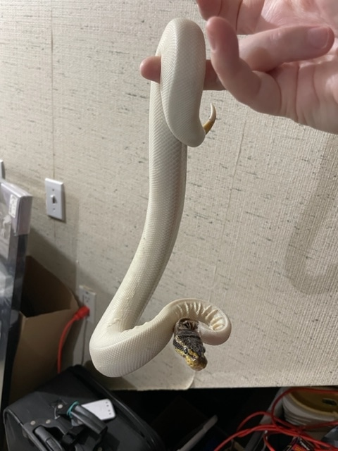 Black Pastel Piebald Ball Python by Cosette Konrad - MorphMarket