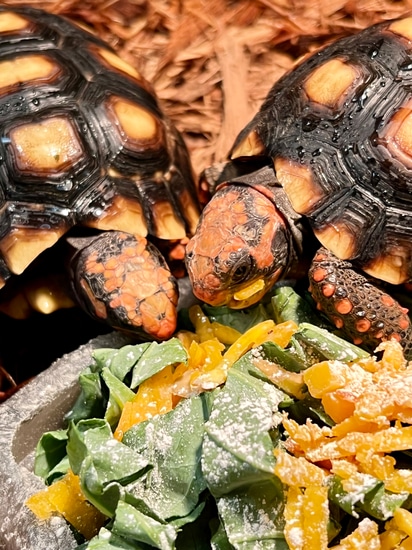 Late 22’ Brazilian Cherry Head RFT Red-Footed Tortoise by Cold Blooded ...