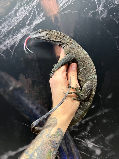 Black Roughneck Monitor by Cold Blooded Kingdom