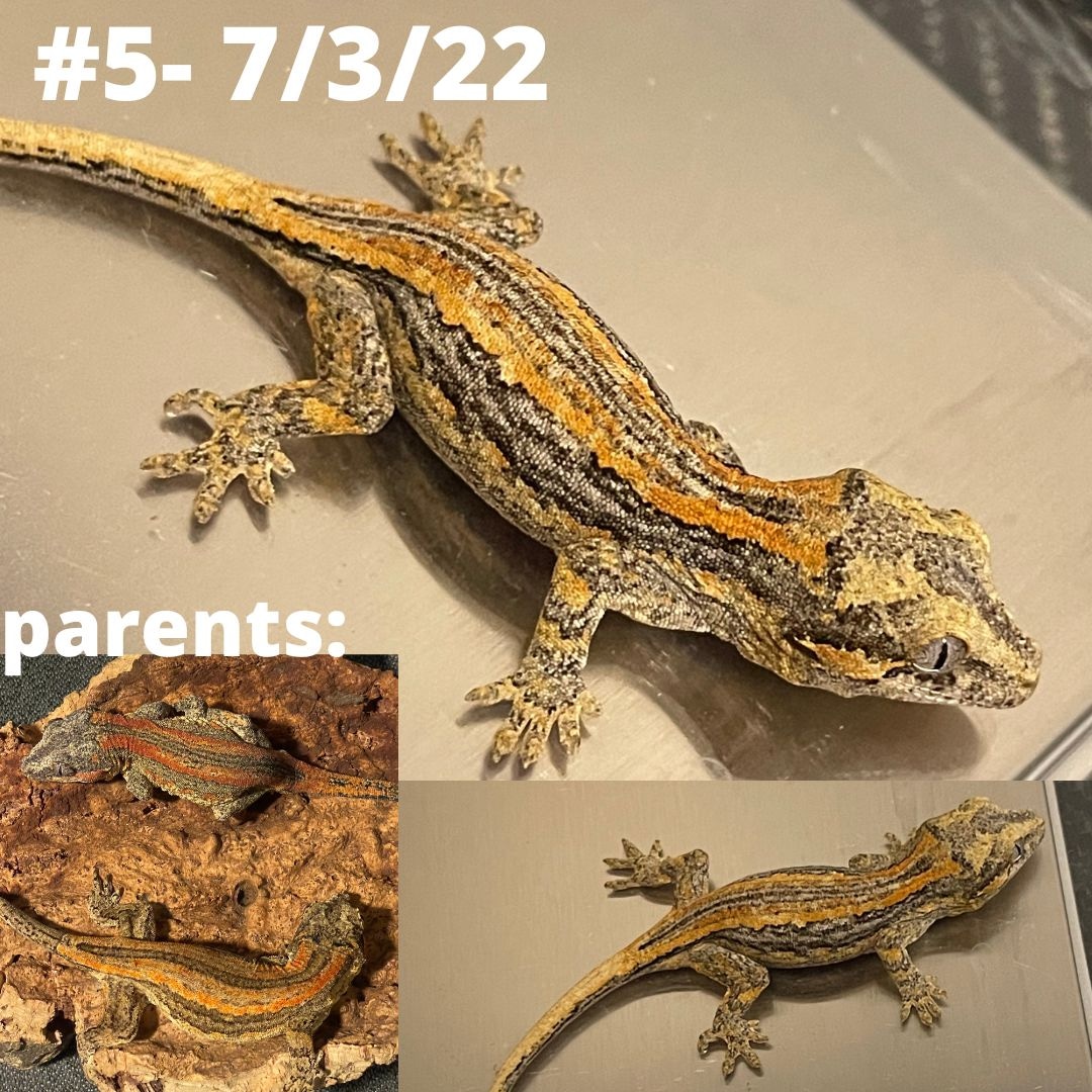 Bright Orange Stripe Gargoyle Gecko by Wildwood Geckos - MorphMarket