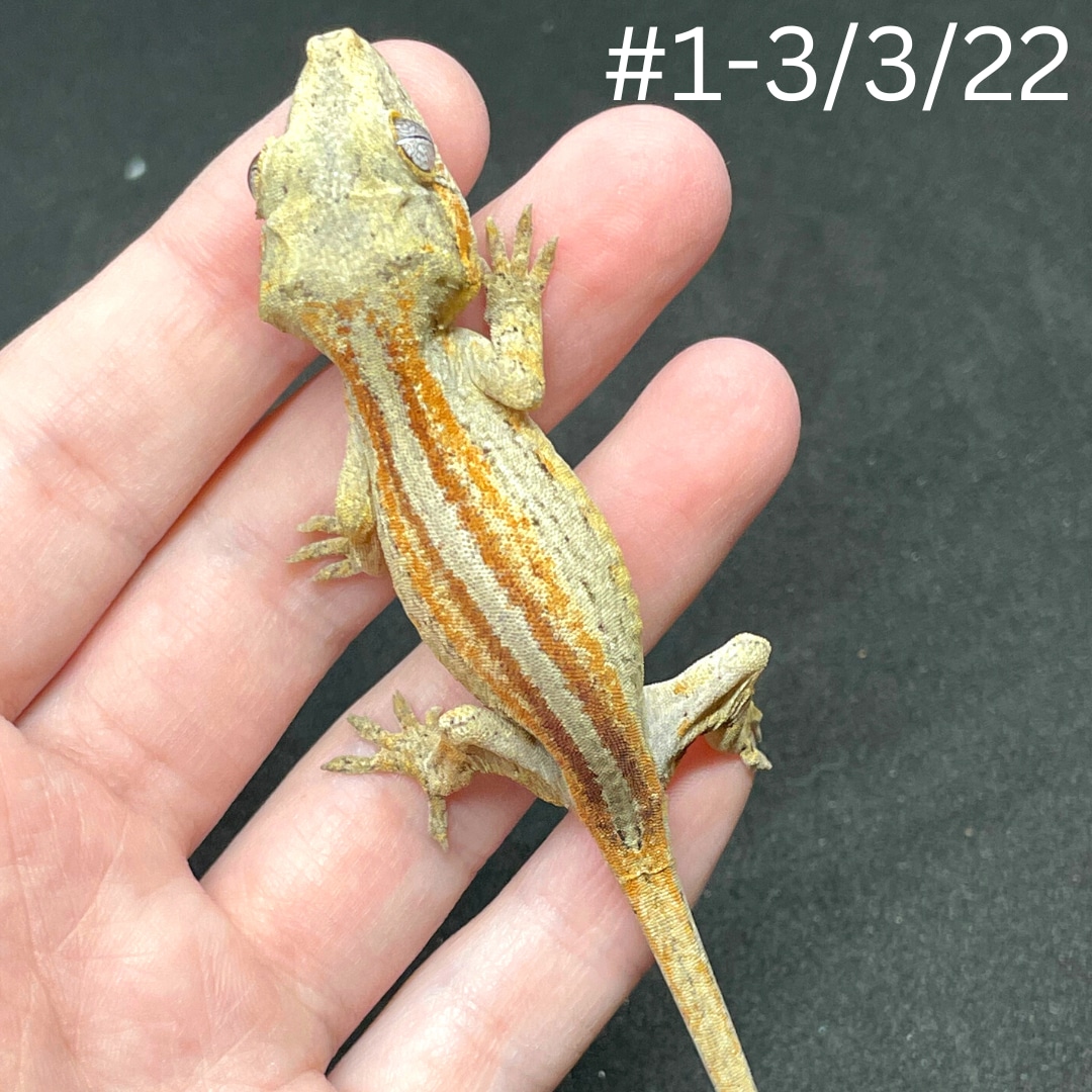 Red & Orange Stripe Gargoyle Gecko by Wildwood Geckos - MorphMarket