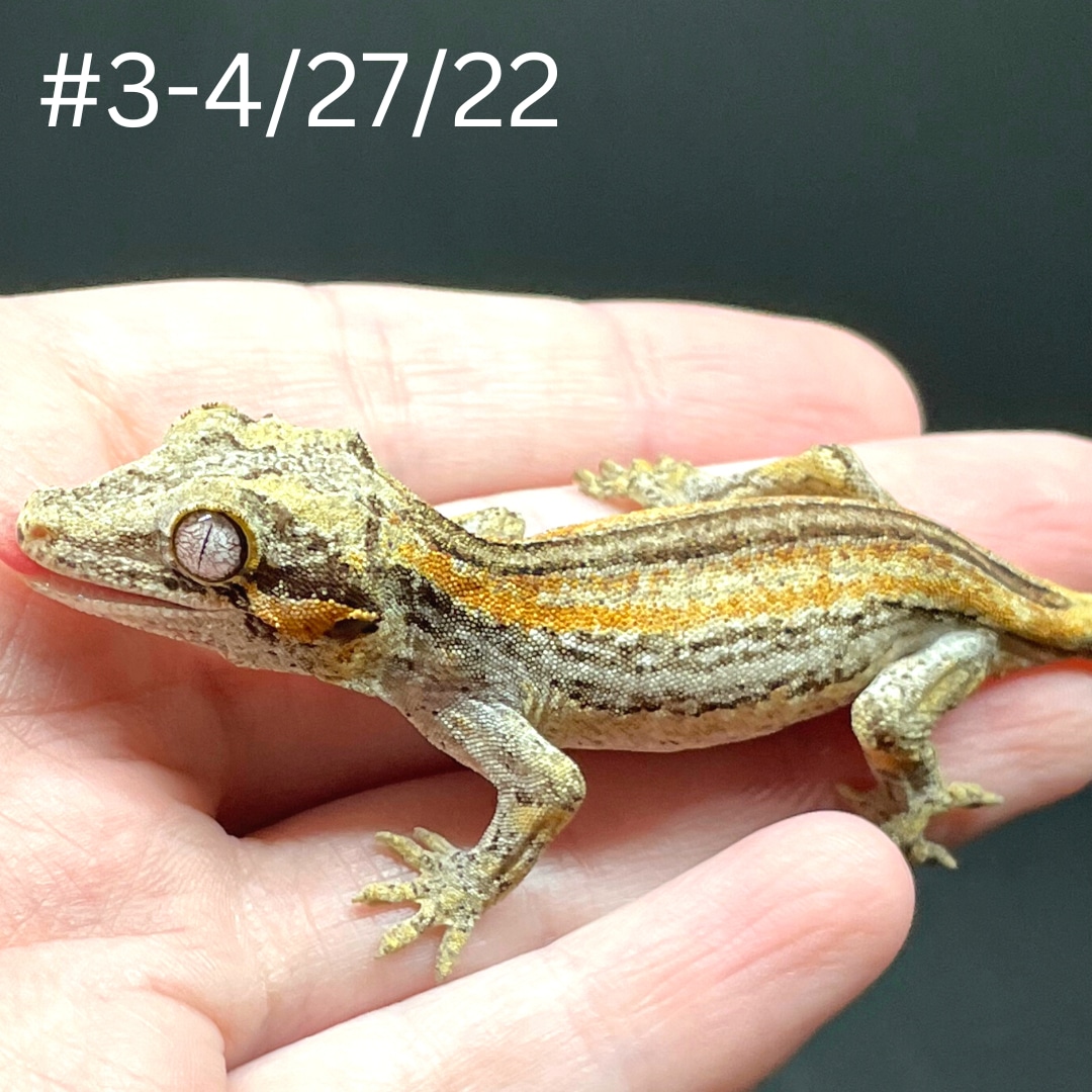 Orange Stripe Gargoyle Gecko by Wildwood Geckos - MorphMarket