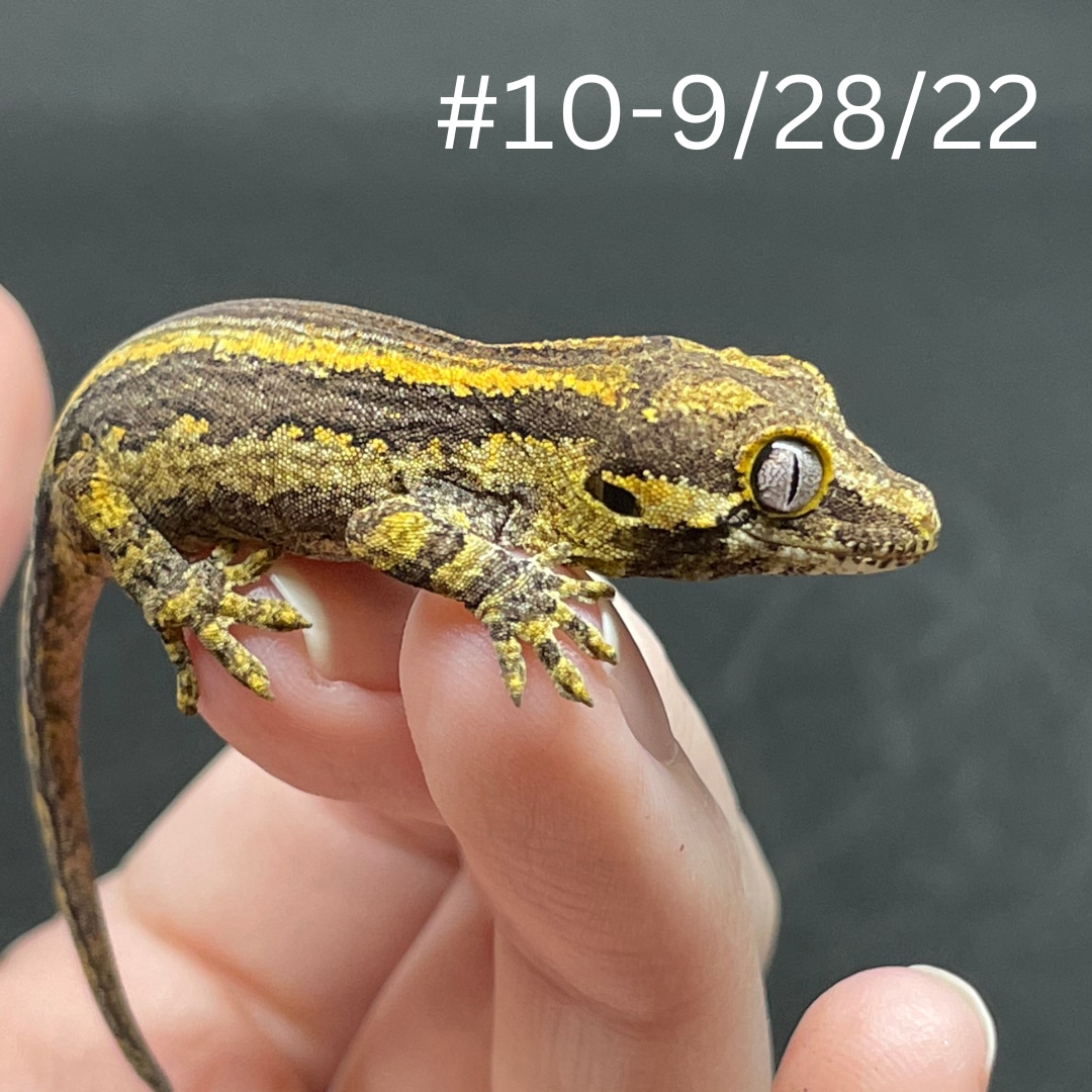 Orange Stripe Gargoyle Gecko by Wildwood Geckos - MorphMarket