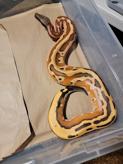 2019 Cbe Genetic Stripe Blood Python by Serenity serpents