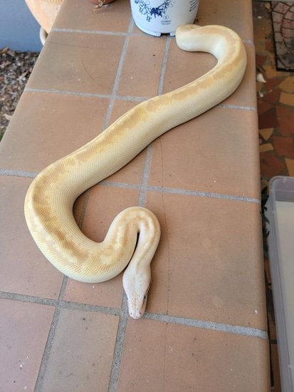 T+ Ivory Blood Python by Serenity serpents