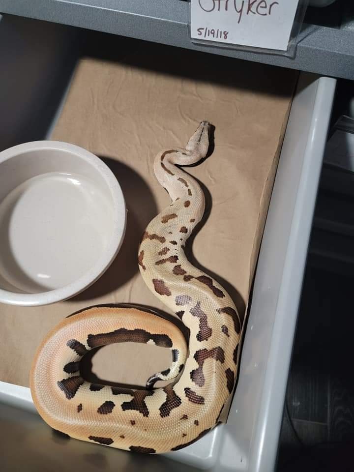 2019 Goldeneye Het T+ Blood Python by Serenity serpents - MorphMarket