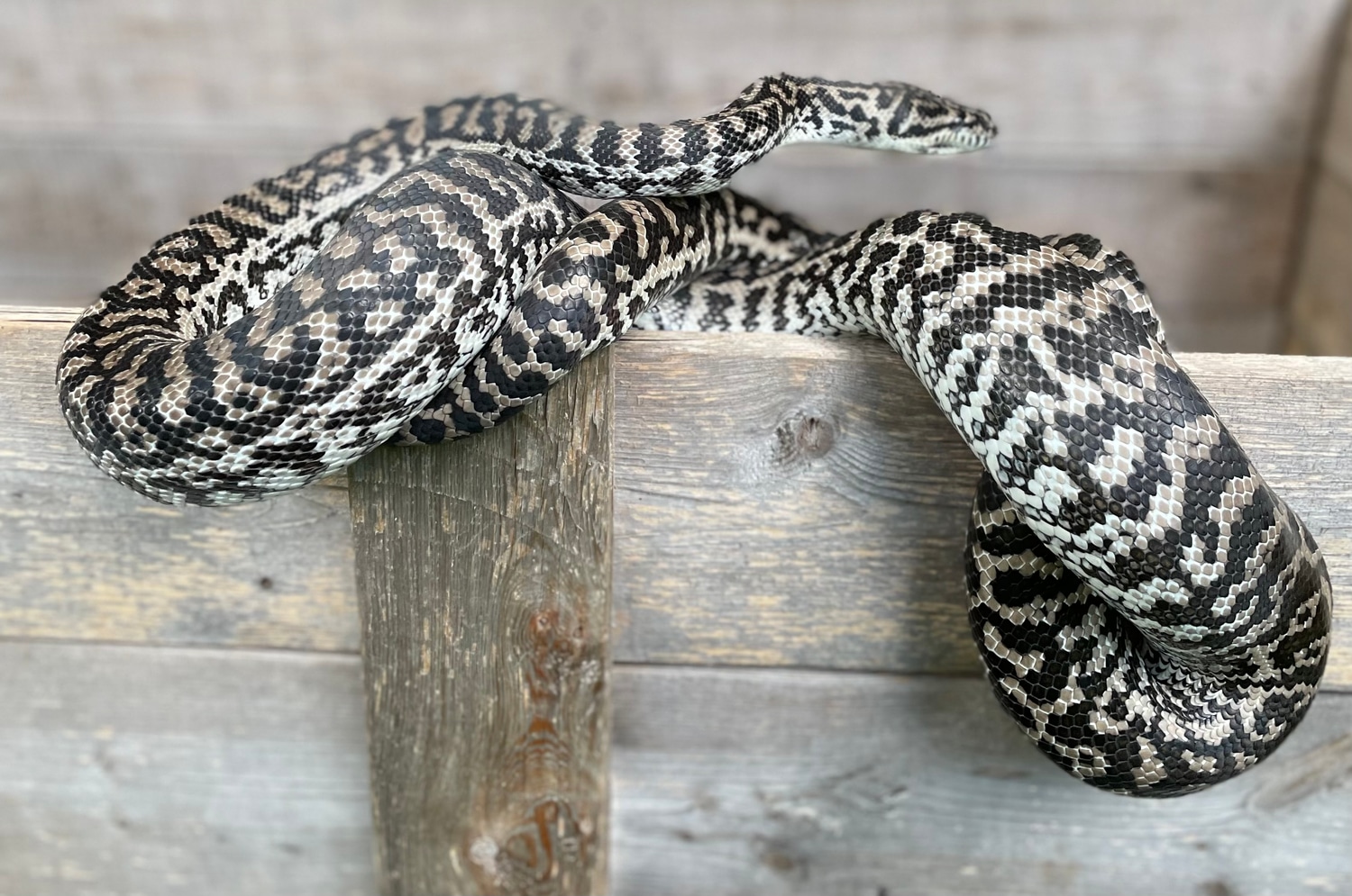 2017 Proven Female Axanthic Zebra Jungle Carpet Python by McCollum ...