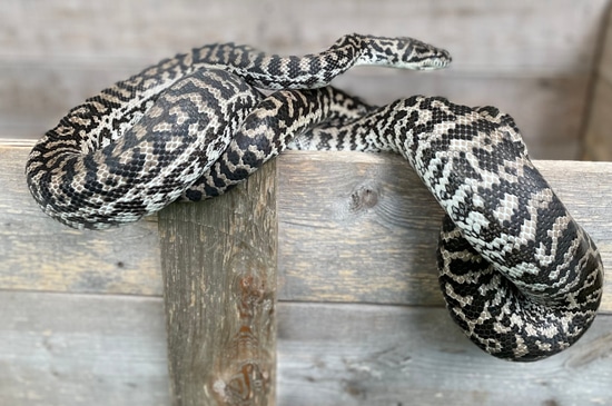 2017 Proven Female Axanthic Zebra Jungle Carpet Python by McCollum Morelia