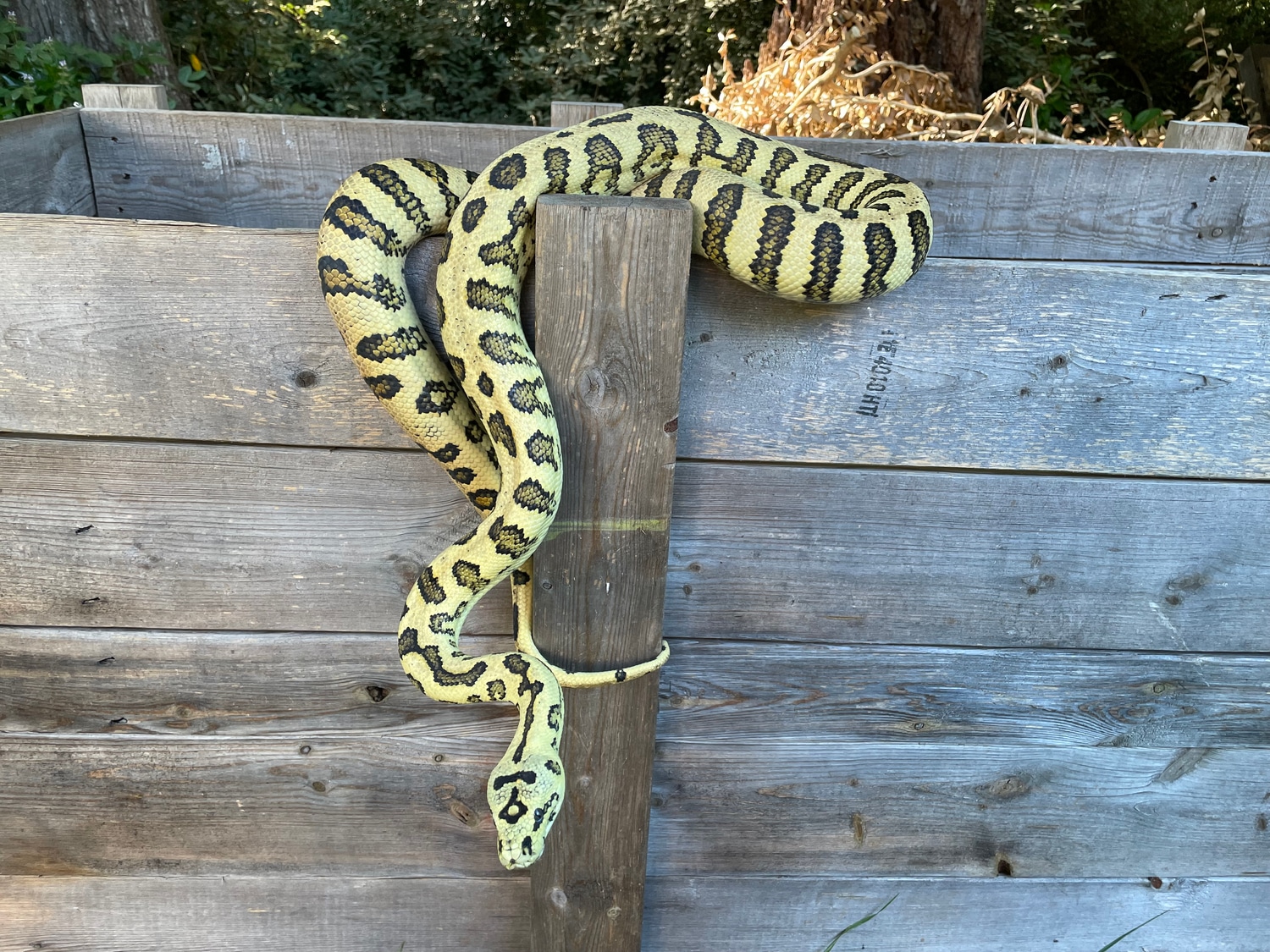 Jungle Jag (Nitro Line) Diamond Carpet Python by McCollum Morelia ...