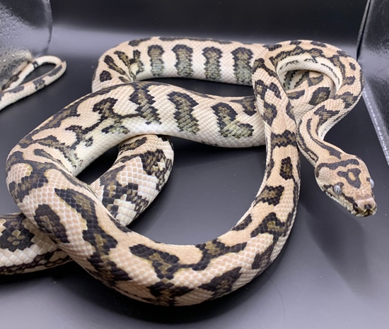 Axanthic Jaguar Other Carpet Python by McCollum Morelia