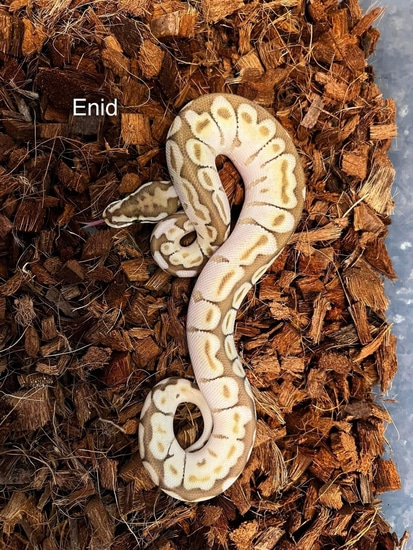 Queen Bee Ball Python by Irie Reptiles