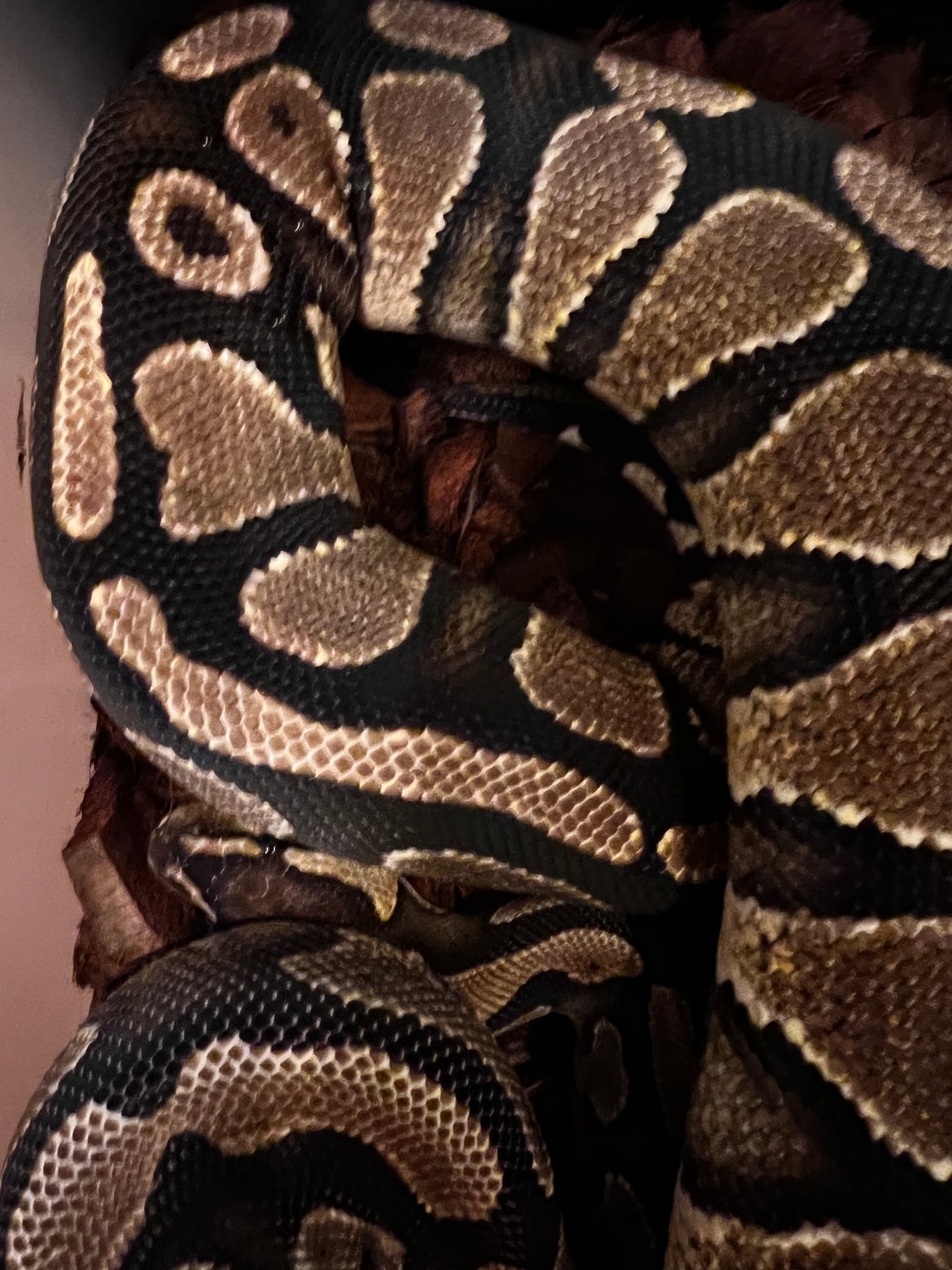 Orange Dream Ball Python by Irie Reptiles - MorphMarket