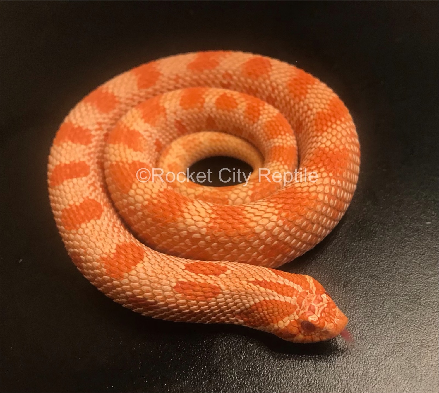 Albino Anaconda Het Snow Western Hognose by Rocket City Reptile ...